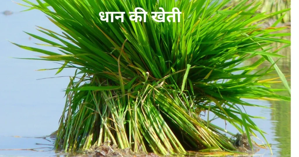 Dhan Ki Kheti in Hindi | धान की खेती के लिए खेत की पहचान, बीज का सही ...